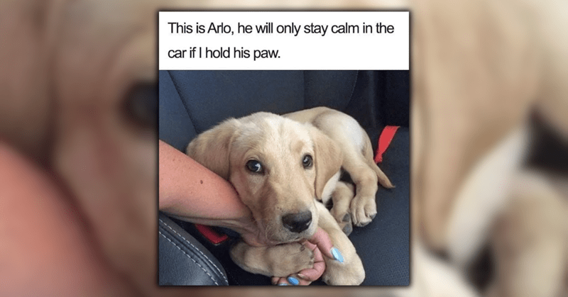 20+ Playful Pup Memes to Perk You Right Up