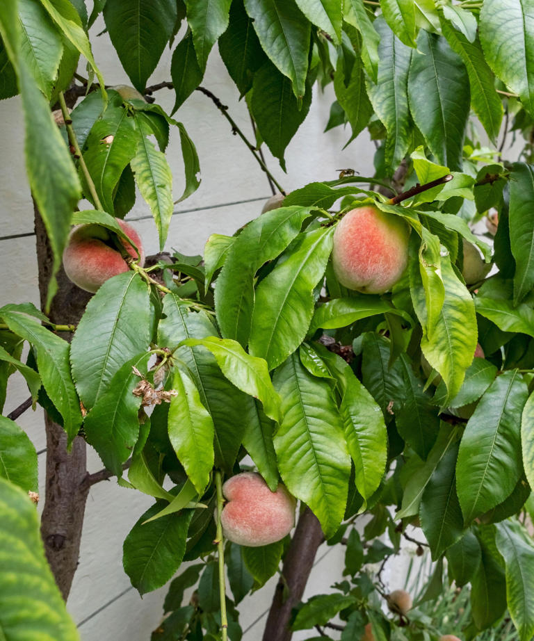 What's your birth month fruit tree? Discover all 12