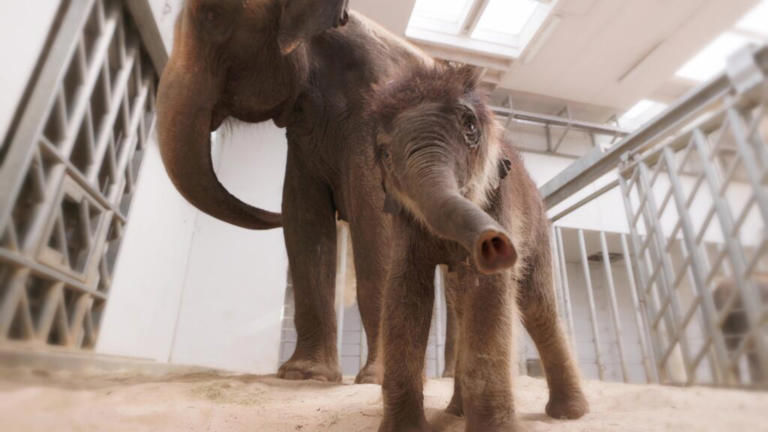 Zoo names newborn elephant after former First Lady