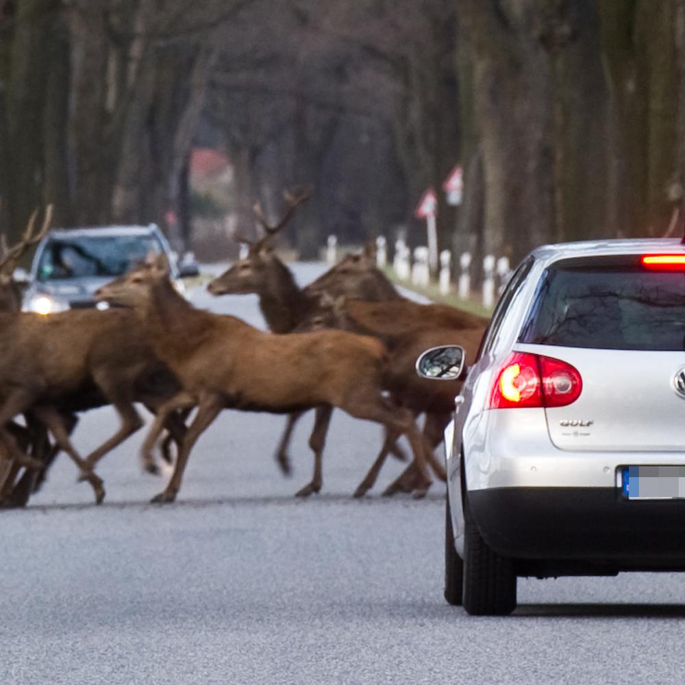 Hirsche kennen keine Zeitumstellung: Um welche Uhrzeit Autofahrer mit ...