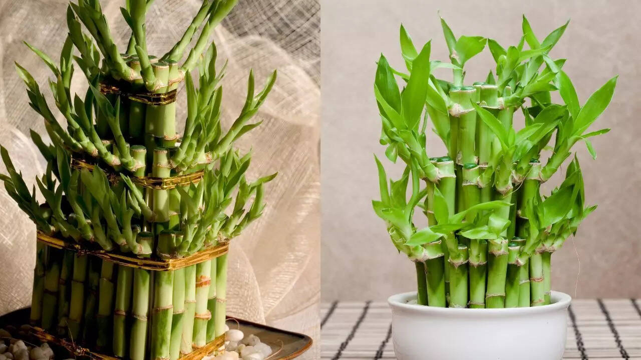 How to grow lucky bamboo at home: 8 common mistakes to avoid