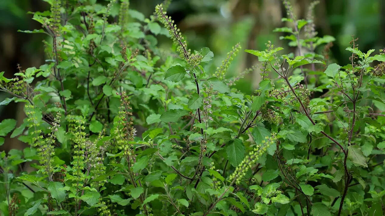 How to care for your struggling Tulsi (holy basil) plant at home
