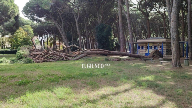 Maltempo: il vento abbatte un grosso pino