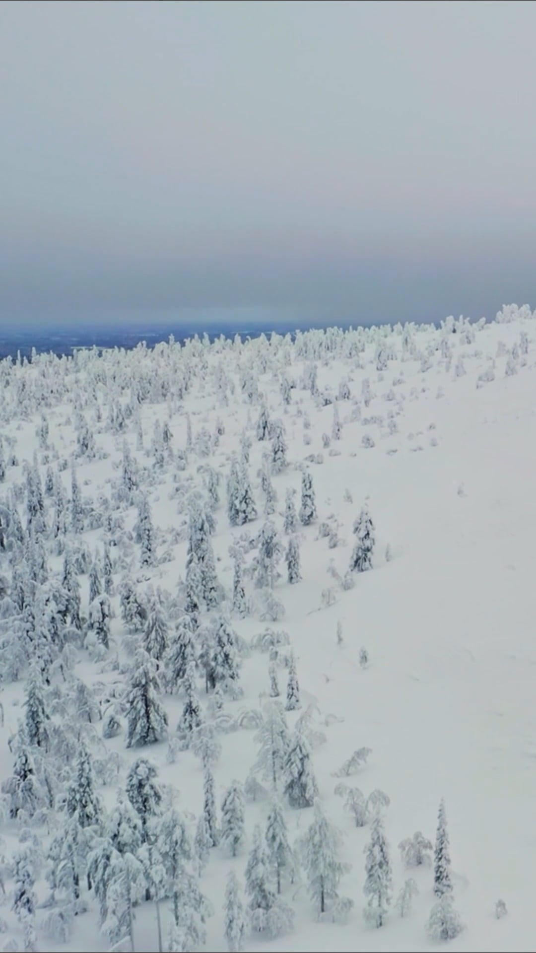 Taiga From Above: Drone Views of the World's Largest Biome..