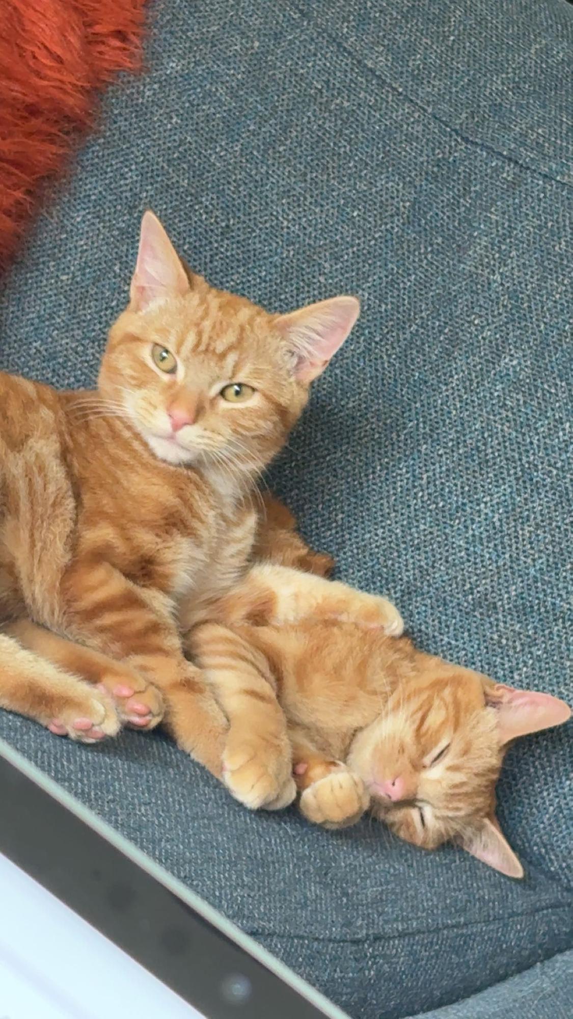 RSPCA's North East Cat Hub rehomes 2,000th feline