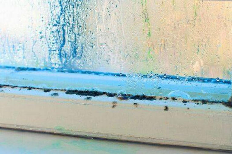 Condensation will never form on windows if you have 1 houseplant in ...