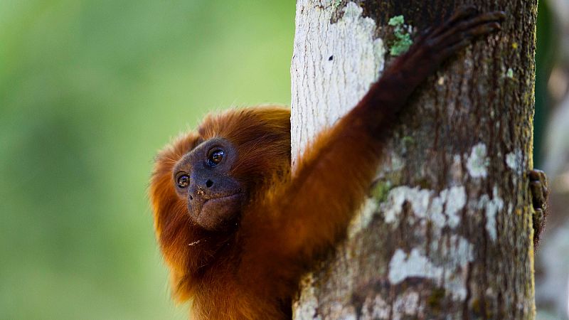 Plant and animal extinctions slow but experts warn human activity still ...