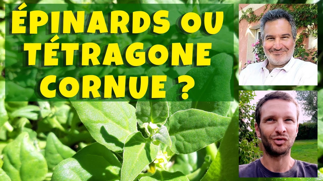 La tétragone l’épinard d’été que tous les jardiniers devraient connaître