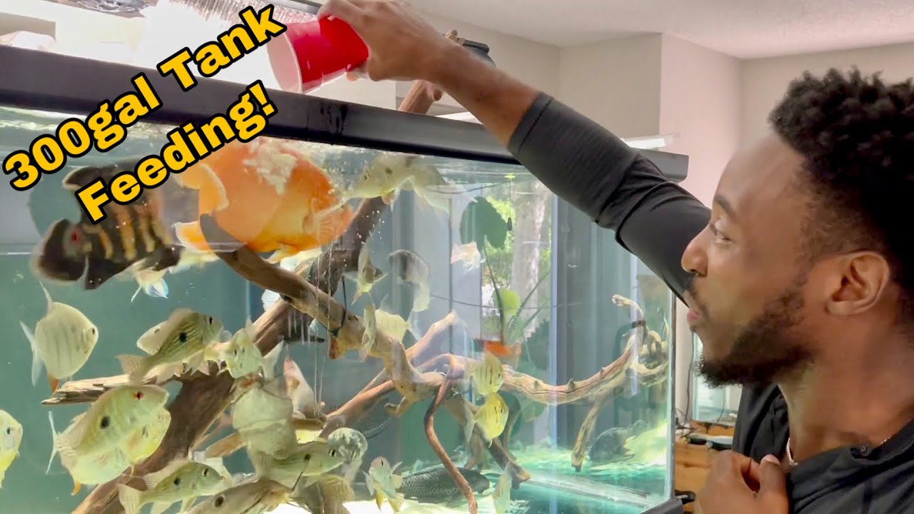 Inside the 300-gallon tank where predators rule the water