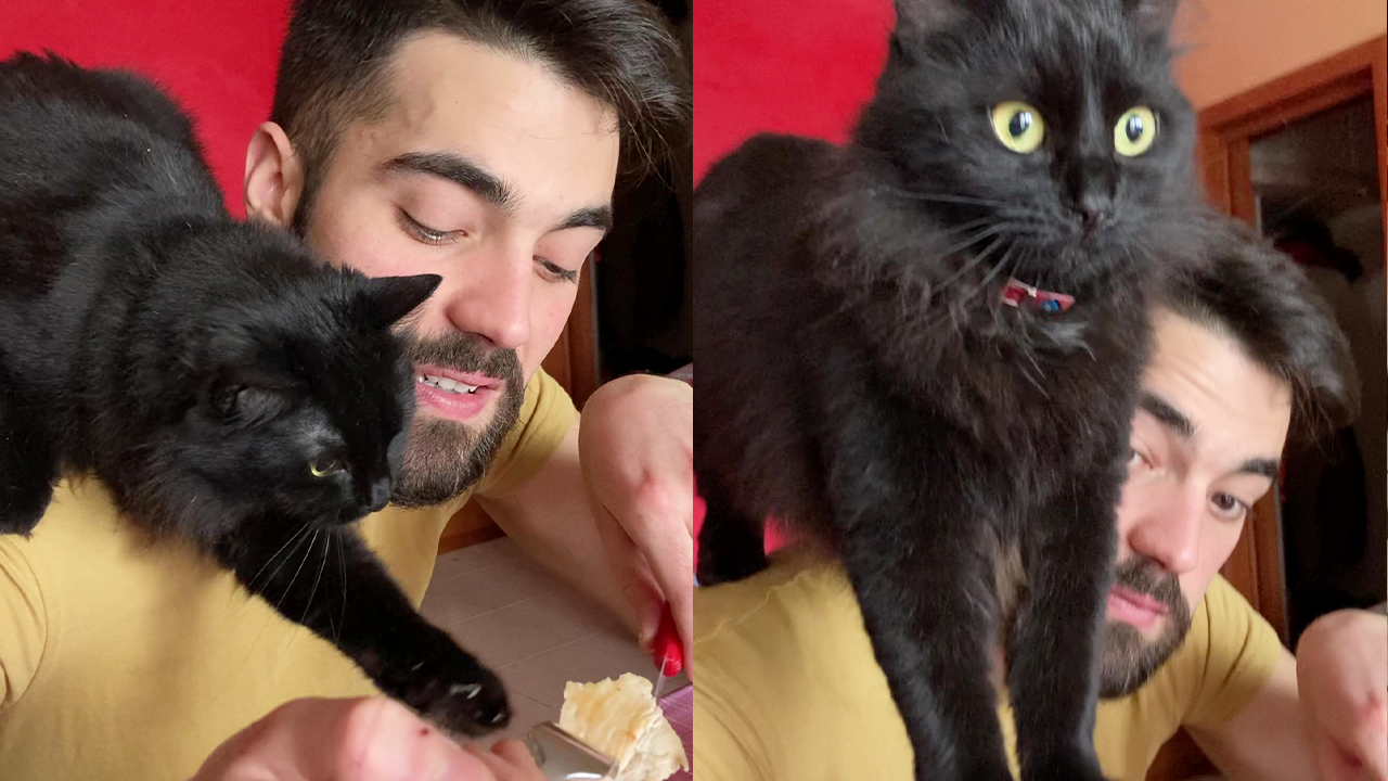 'Mischievous ninja cat snatches food from her hooman dad's fork!