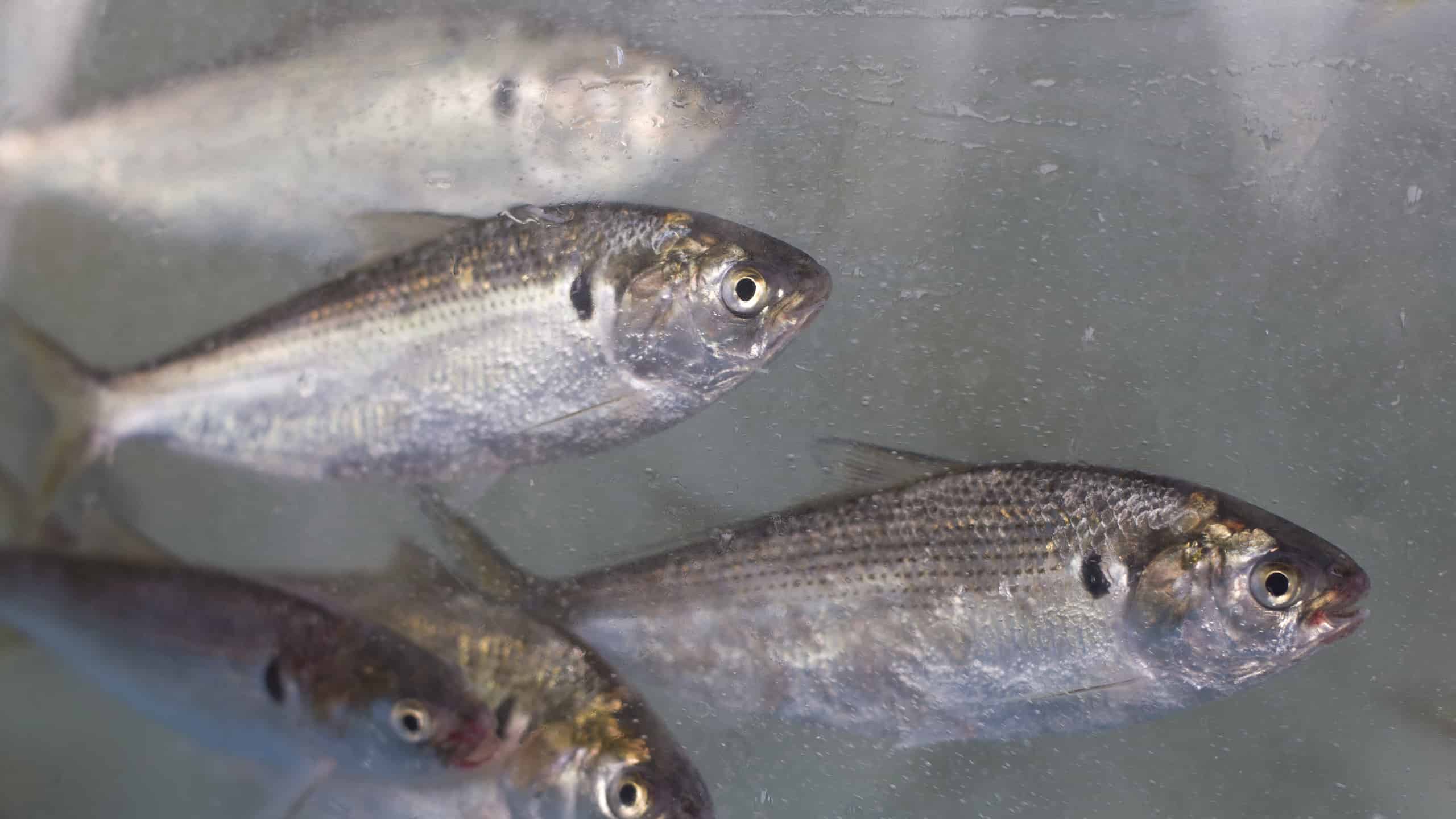 Every Fish and Freshwater Animal Living in the Ohio River Today