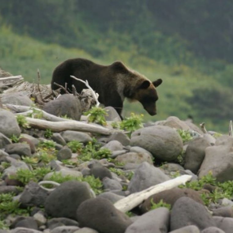 Bears kill 1 person, injure 4 in Japan in record year for deadly attacks