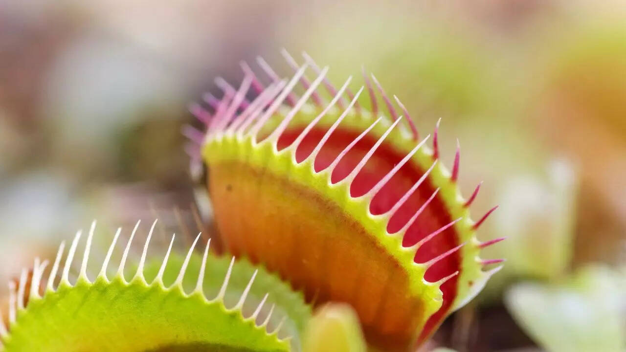 Nature’s predators: 7 unique plants that trap and eat insects