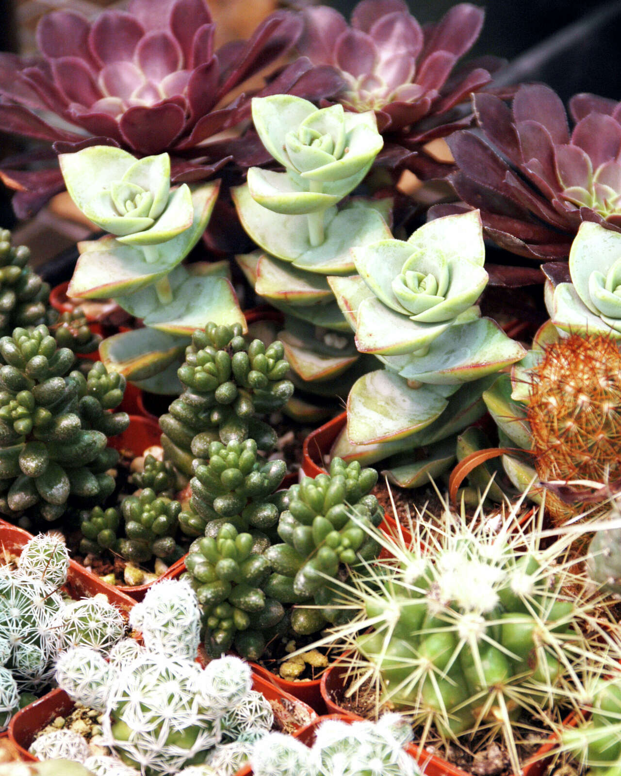 How to curb Texas leaf cutter ants, control grassburs and care for ...
