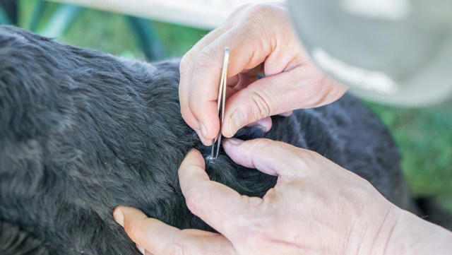 Veterinarian makes concerning discovery while removing ticks from dog ...