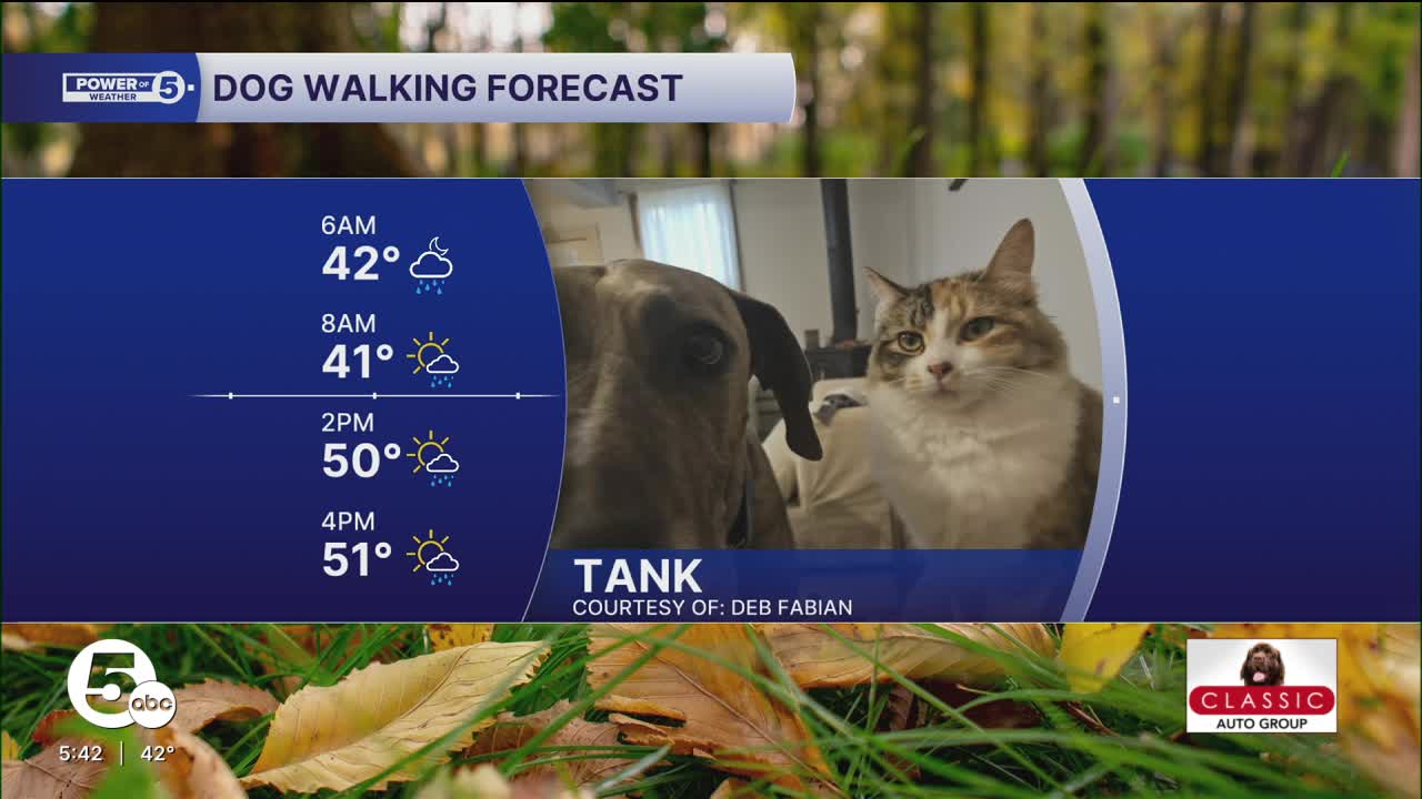 Raining cats and dogs for some