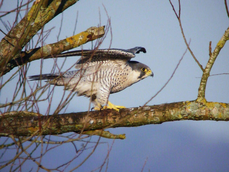 RSPB column: The fastest falcon and the flying barn door – birds of ...