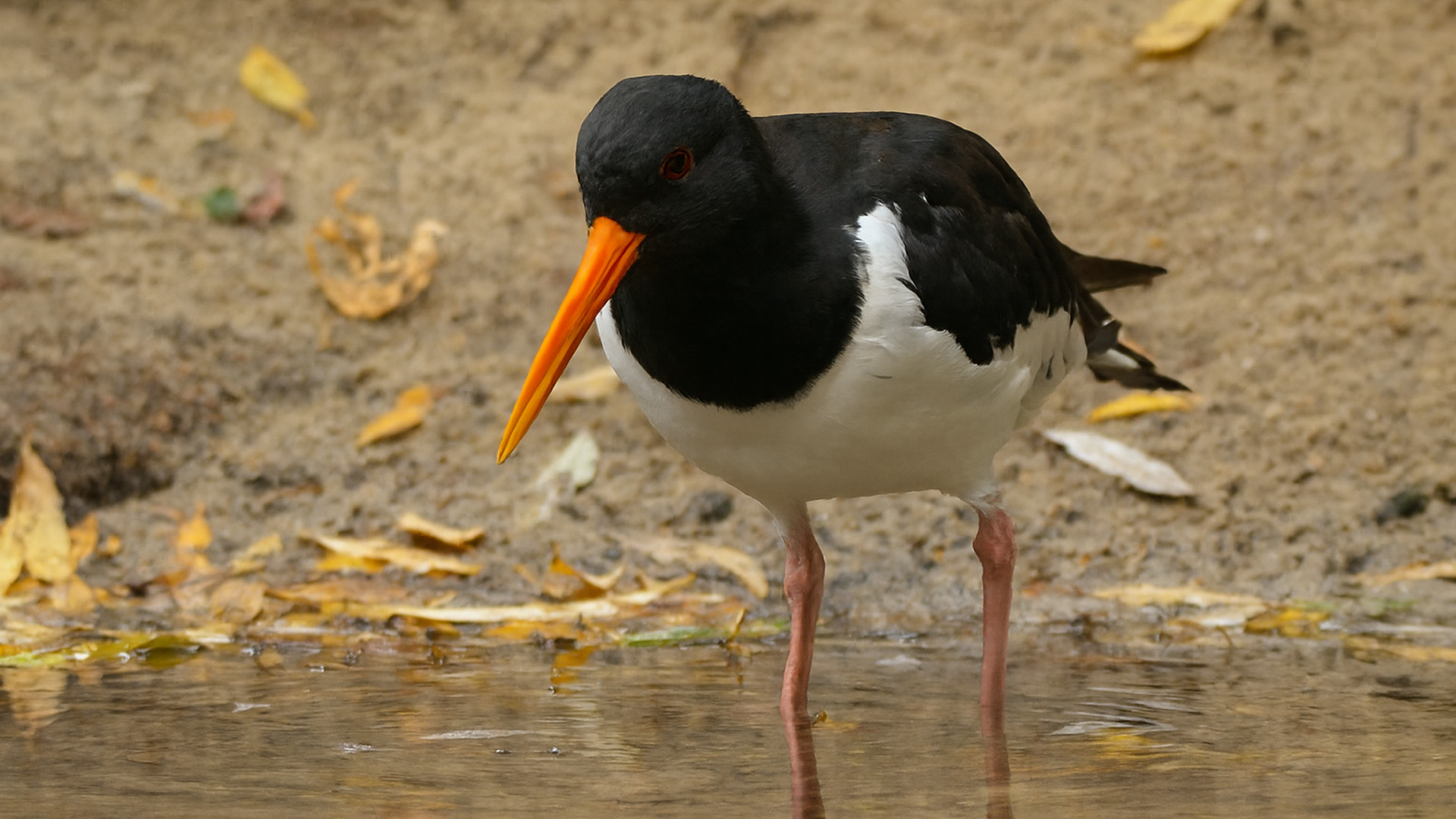 Encounter with a Wild Bird in the Wilderness