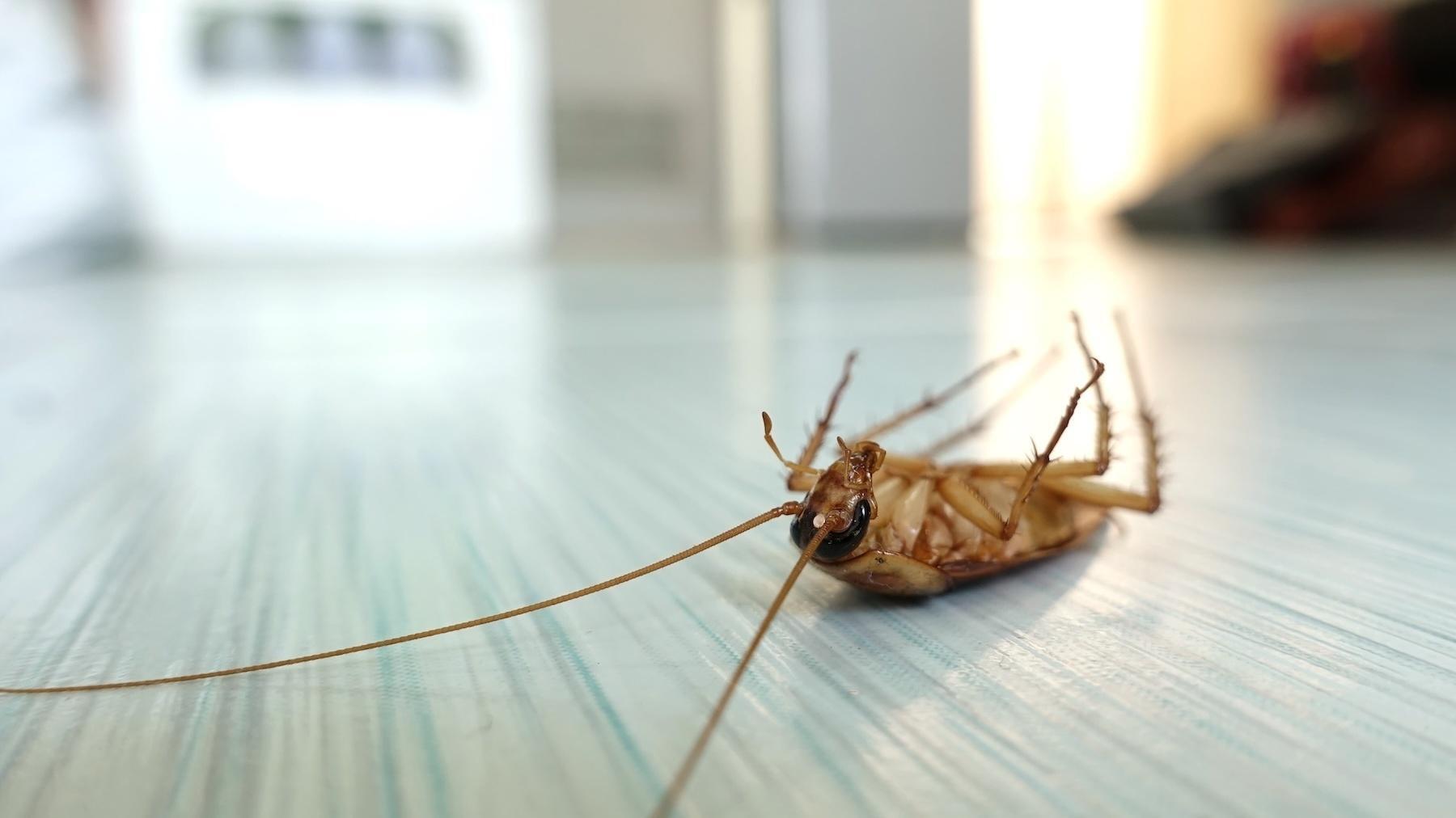 Woman’s flamethrower stunt to kill cockroach causes fire, one fatality