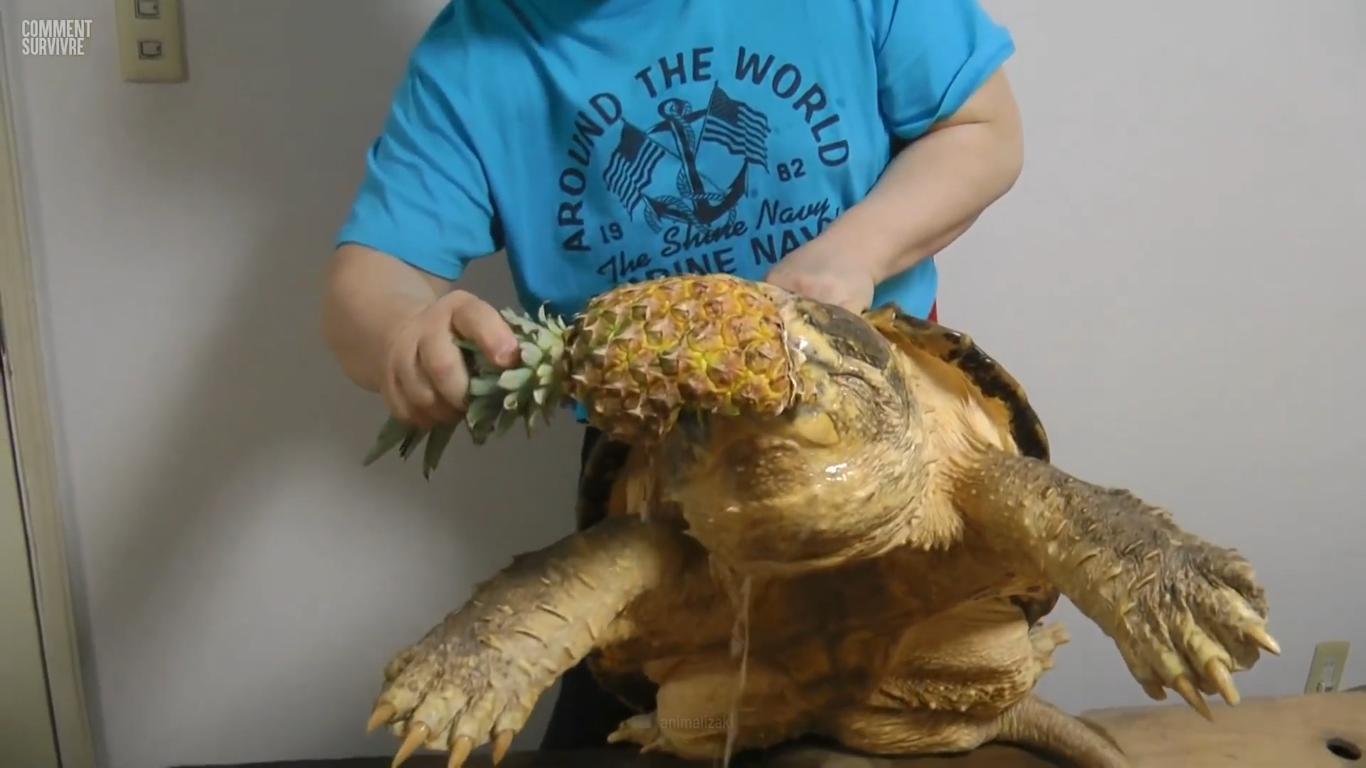 Comment survivre à une morsure de tortue serpentine