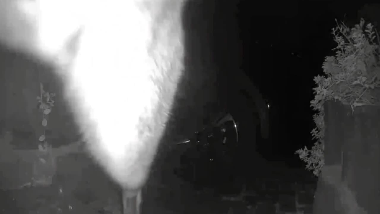 Melbourne Suburban Fox Taking a Home Security Camera