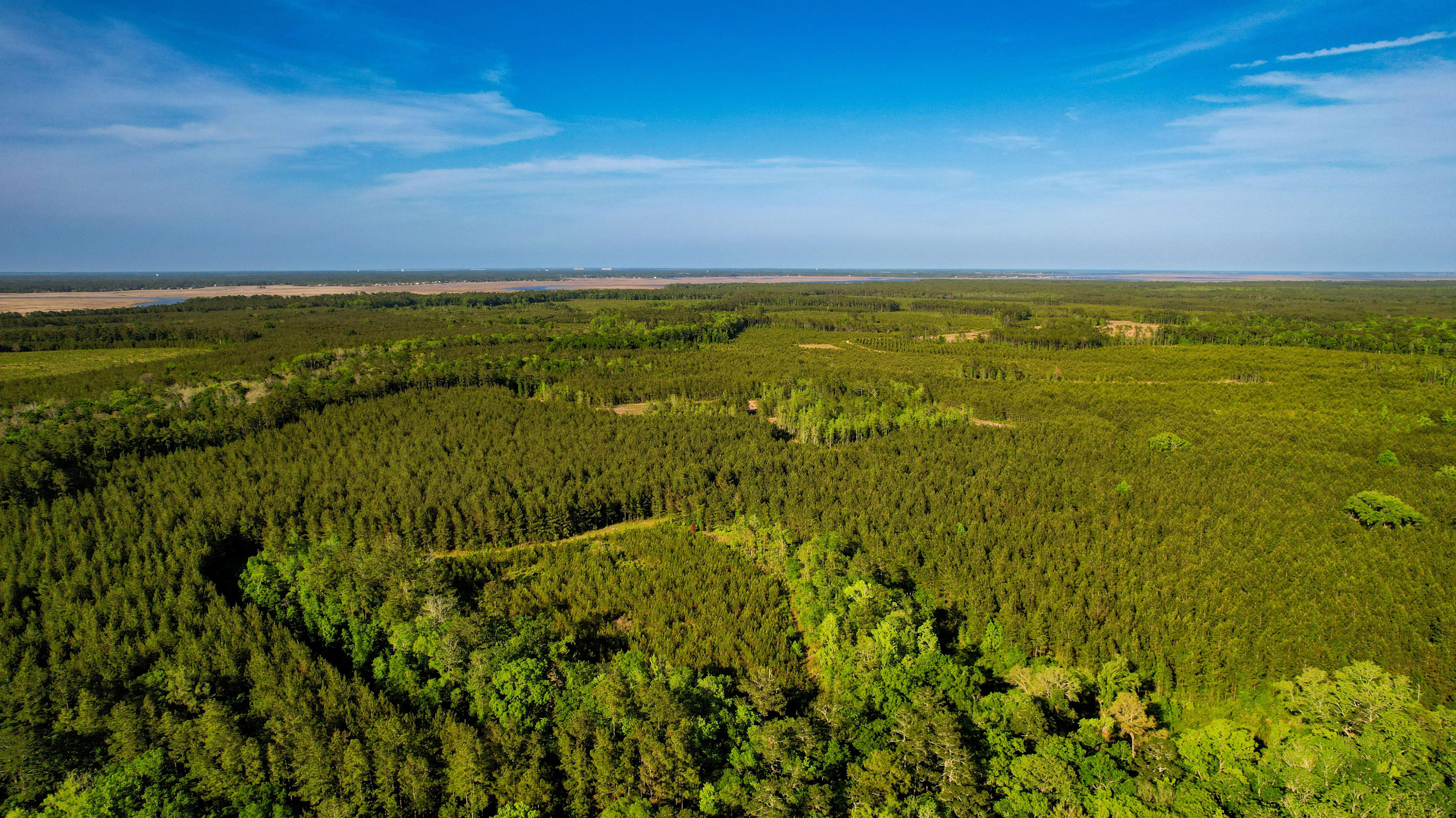 Florida Forests Week: Forestry industry must adapt to Florida's needs ...