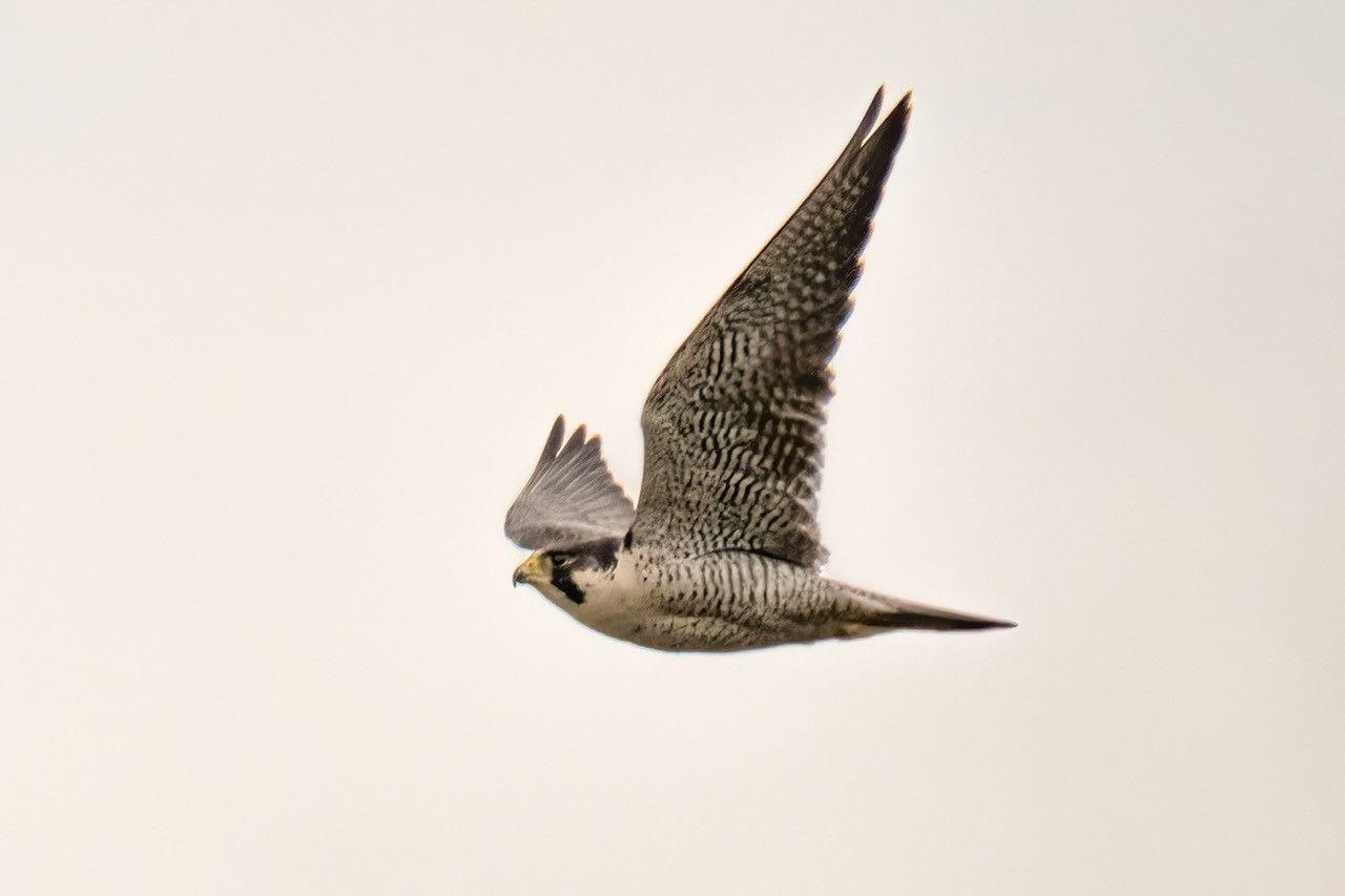 RSPB column: The fastest falcon and the flying barn door – birds of ...