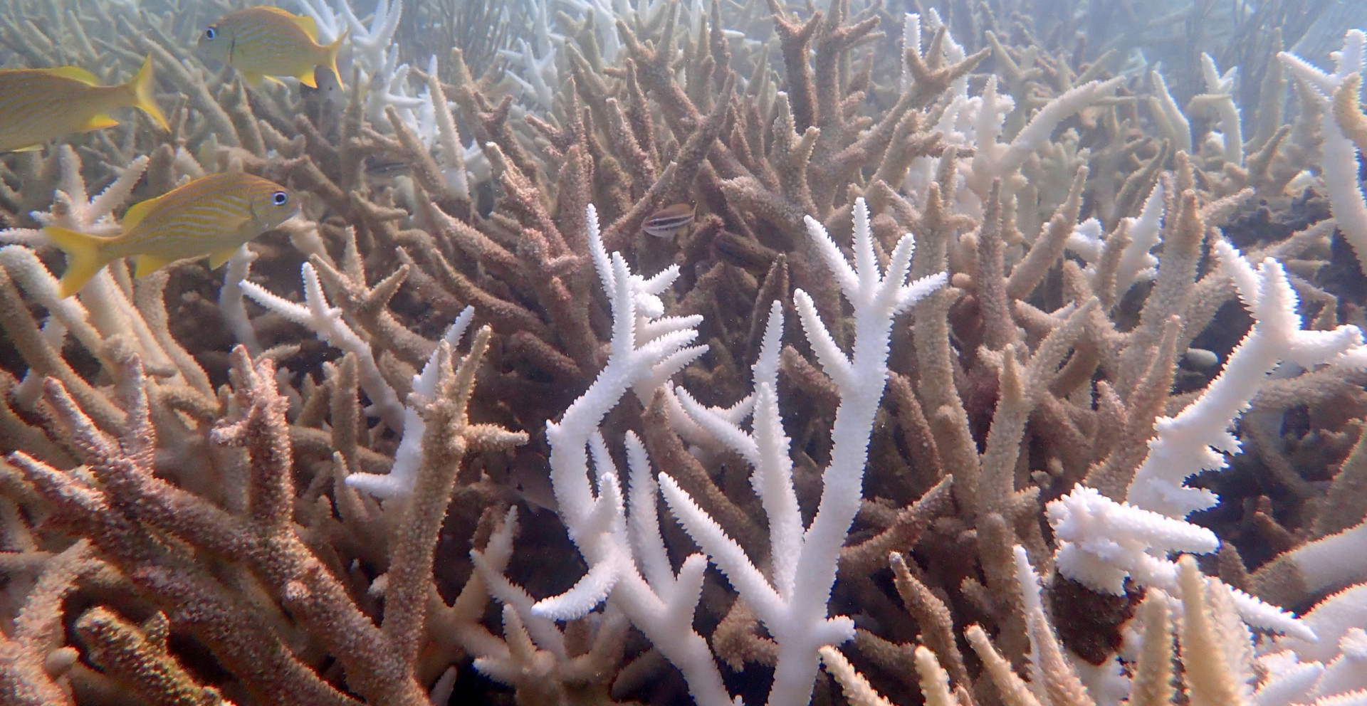Two key coral species functionally extinct in Florida reefs