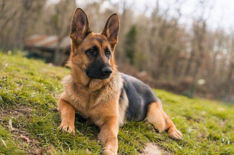 Vet names five dog breeds she would 'never' own - and one is a popular ...