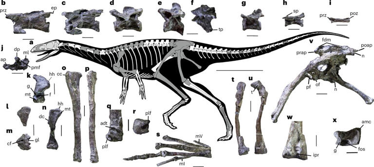 Early experiment at the dawn of dinosaur evolution discovered