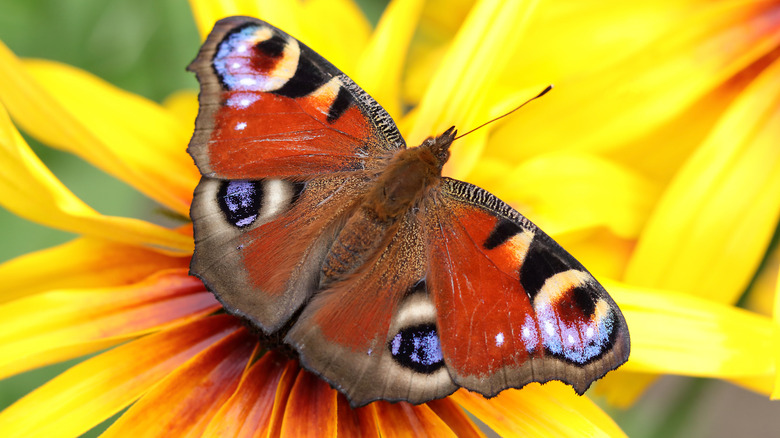 Symptoms Of Lupus You Shouldn't Ignore