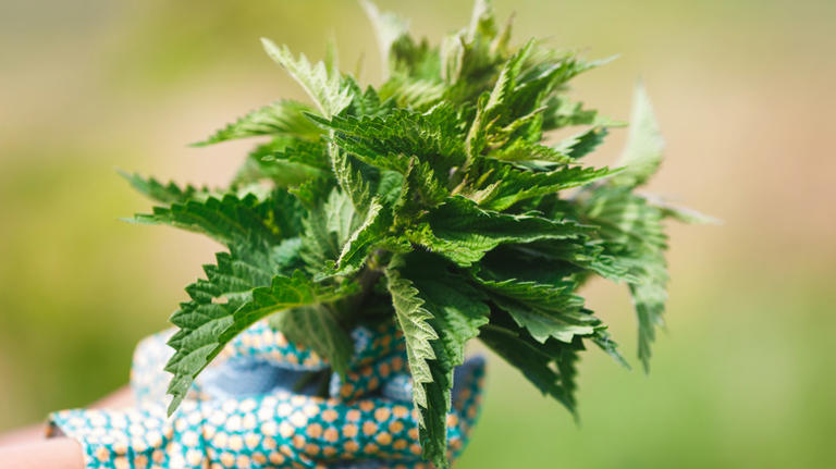 Nettle Tea Is A Powerhouse Drink That May Help With Diabetes And ...