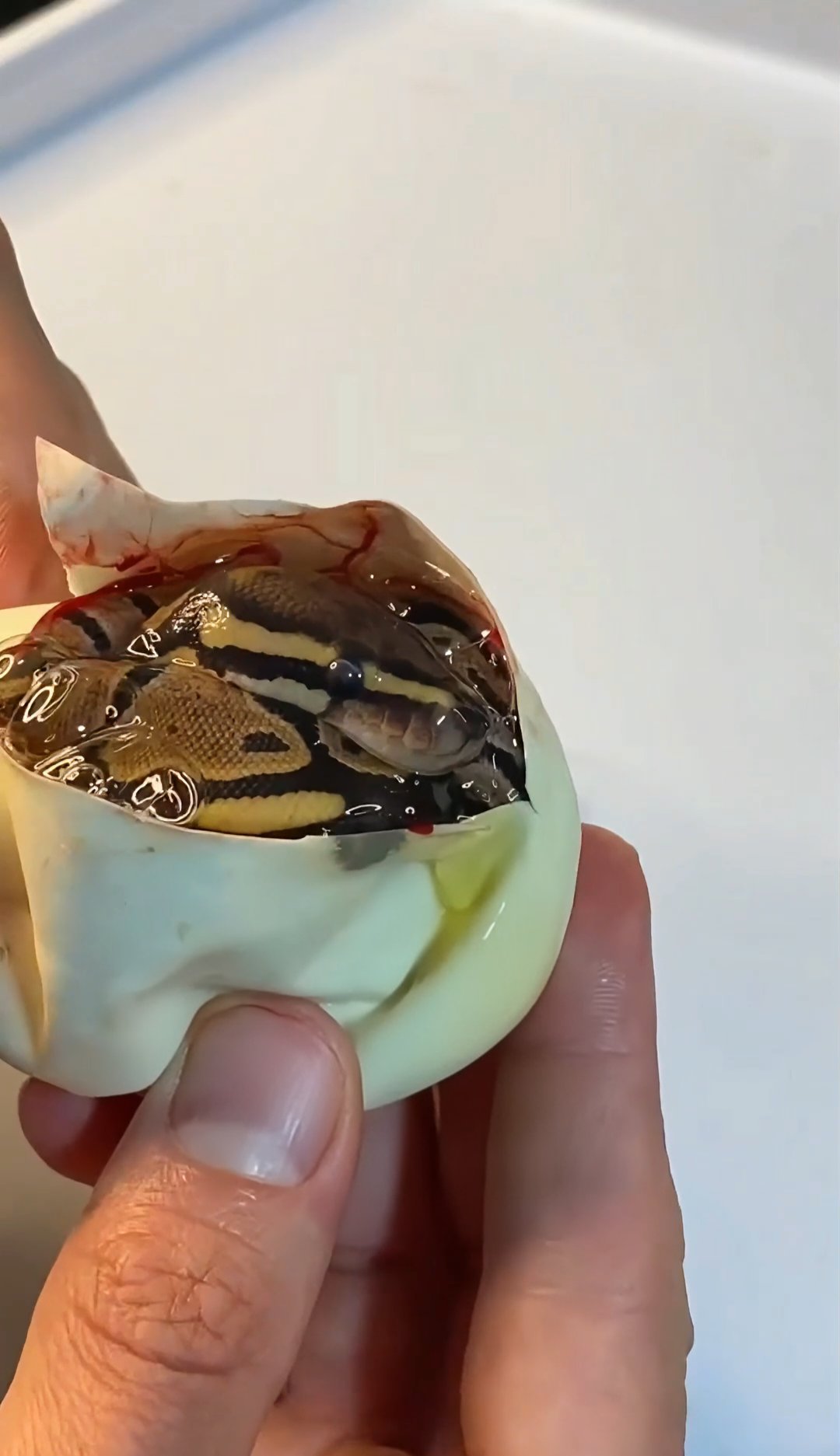 Stuck inside the egg?