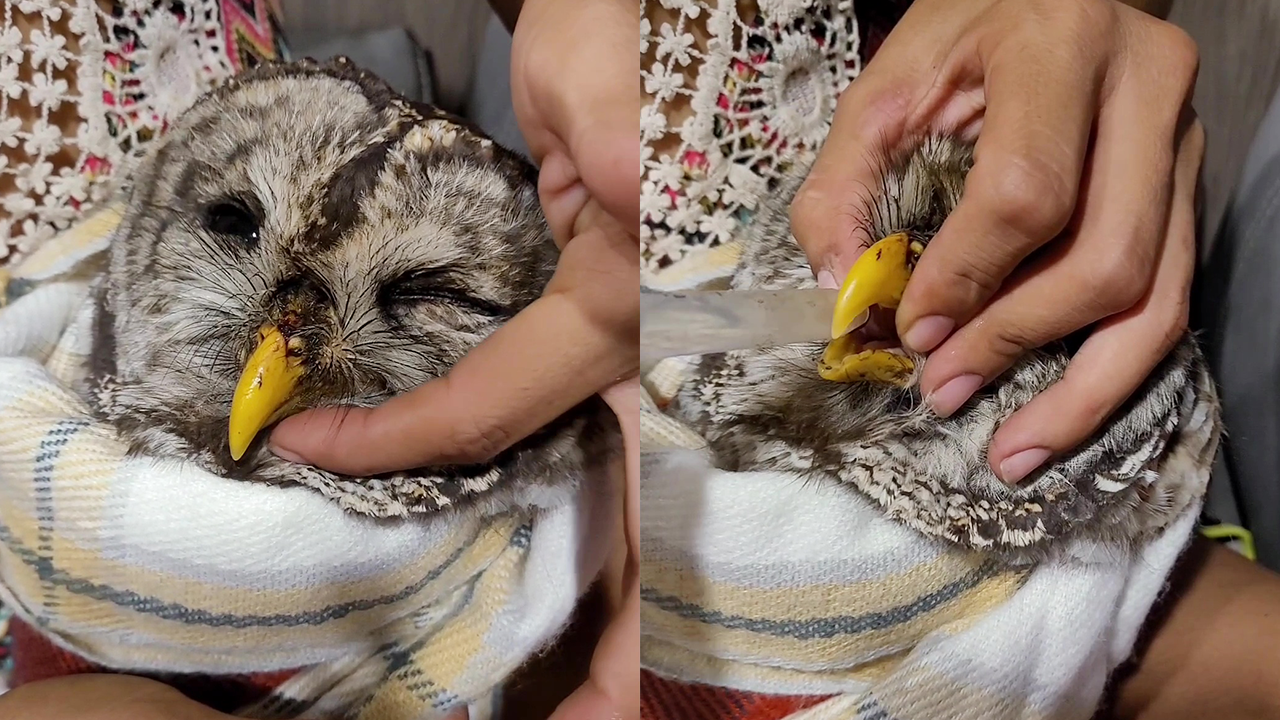 'Hydrating an injured sanguivore (blood-eater) with glucose solution'