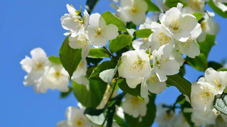 Best fragrant flowers to plant in your garden for beauty and aroma