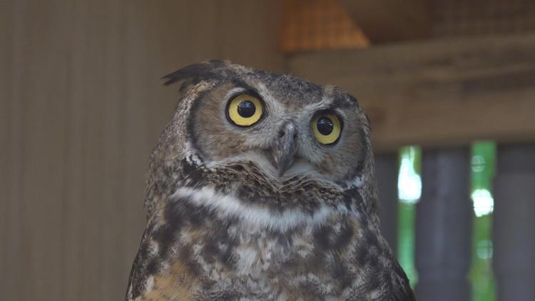 Raven Ridge Wildlife Center gives injured animals new hope in Pennsylvania