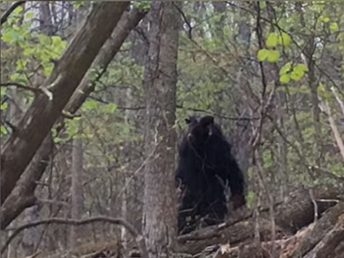 Critter Corner: Regional cryptids to watch for on your hikes this fall