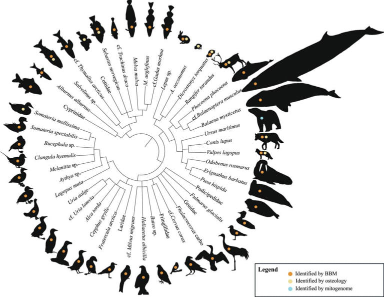 Prehistoric Zoo Discovered in a Cave, 46 Ice Age Animals Unearthed by ...