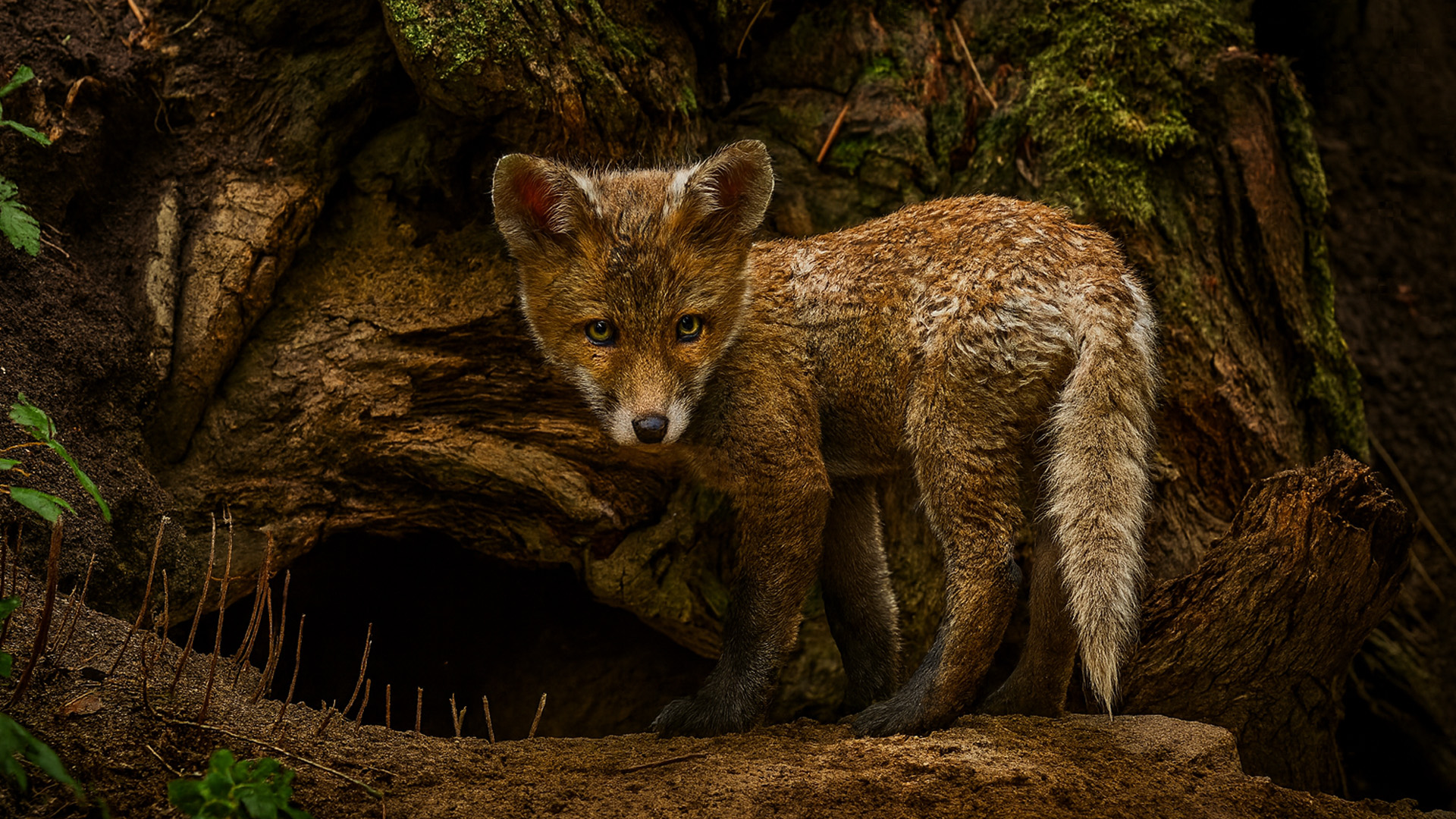 Fox Cubs Playing Around Their Den in the Wild