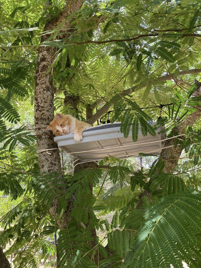 29 Times Creative People Came Up With Cool DIY Ideas To ‘Catify’ Their ...