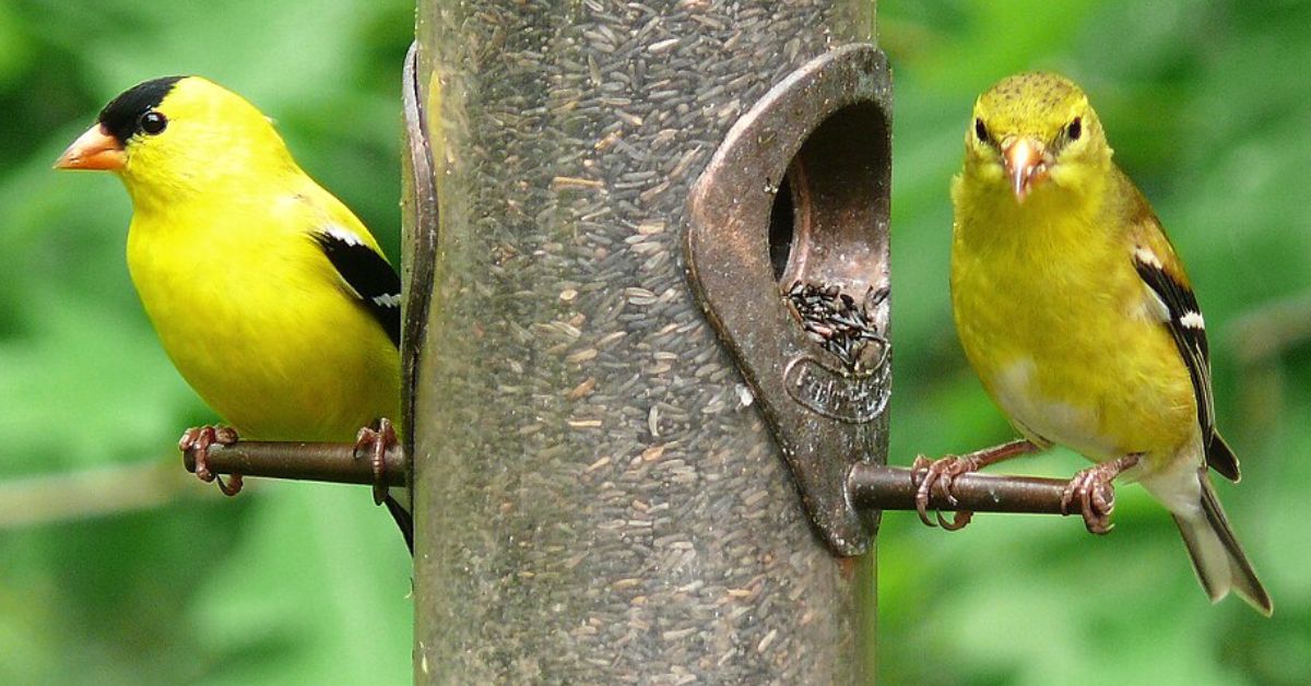 10 Backyard Birds That Make Fall Mornings Worth Waking Up For