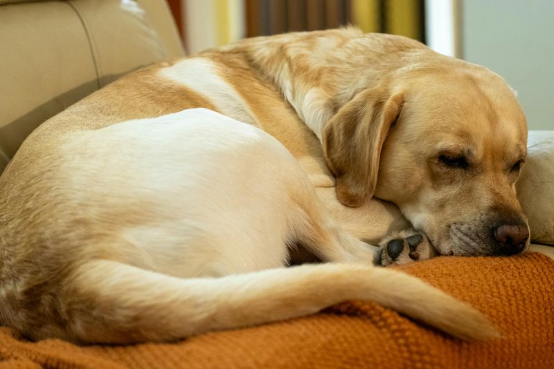 20 Dog Breeds That Radiate Kindness and Comfort in Everyday Life