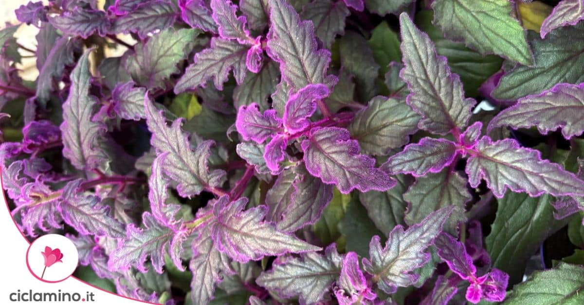Come coltivare il Velluto viola