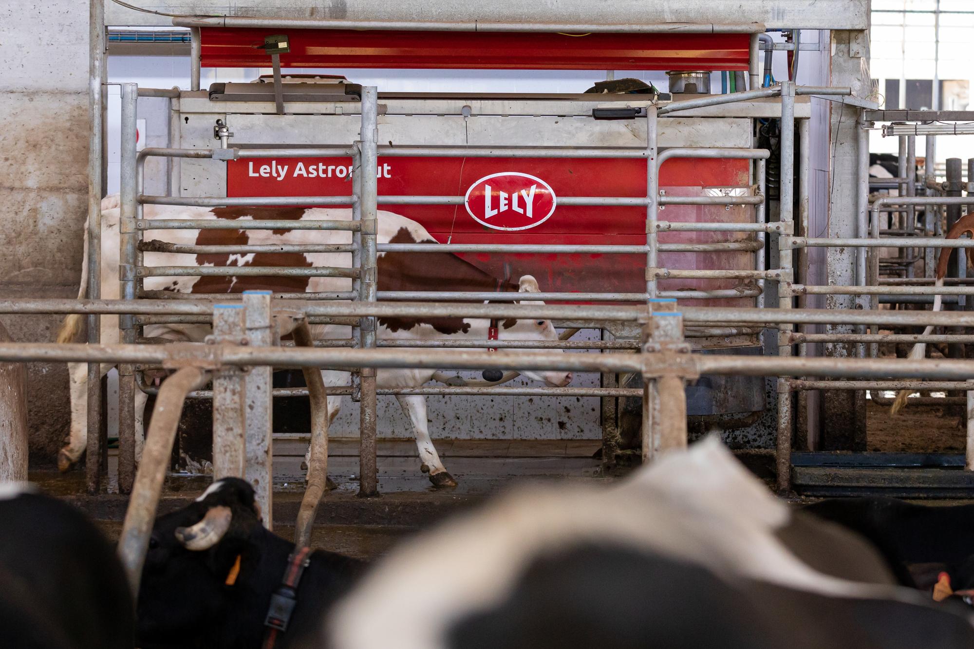 Robotic system allows Goodwood cows to choose when they are milked