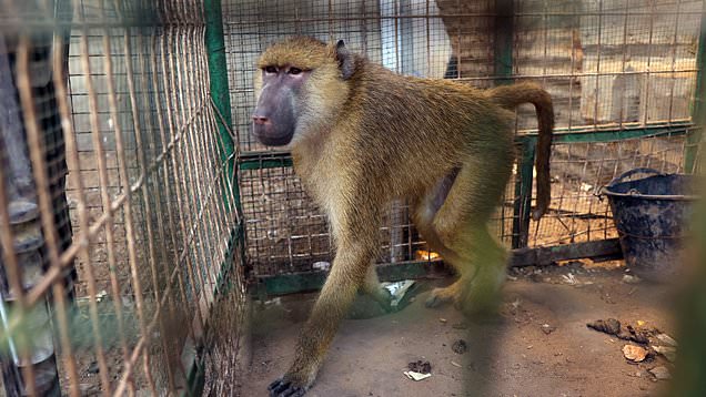 Dozens of monkeys cannonball into water