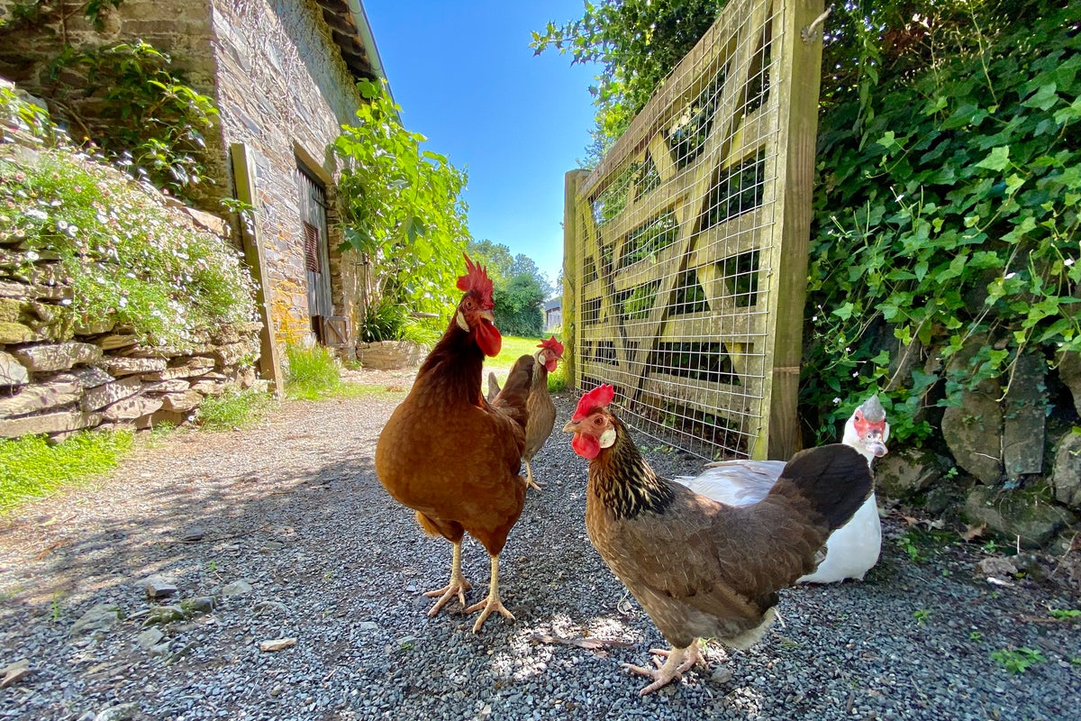Bird flu prevention zone to be introduced in Northern Ireland