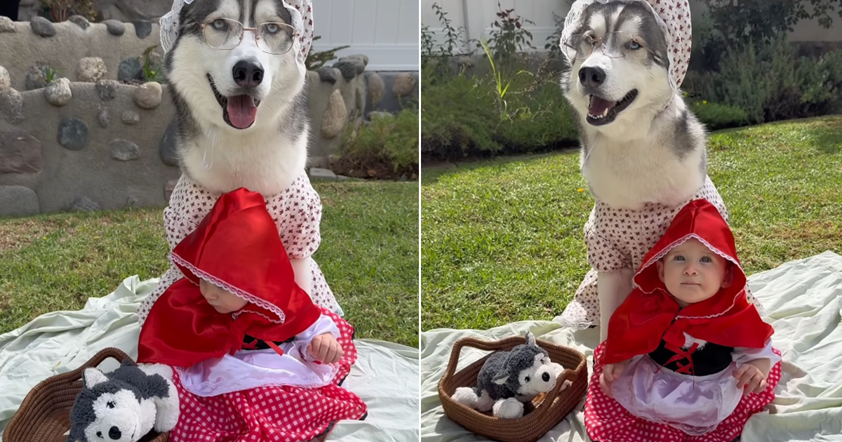 Video: Husky & Baby's Halloween Costumes Are One for Books