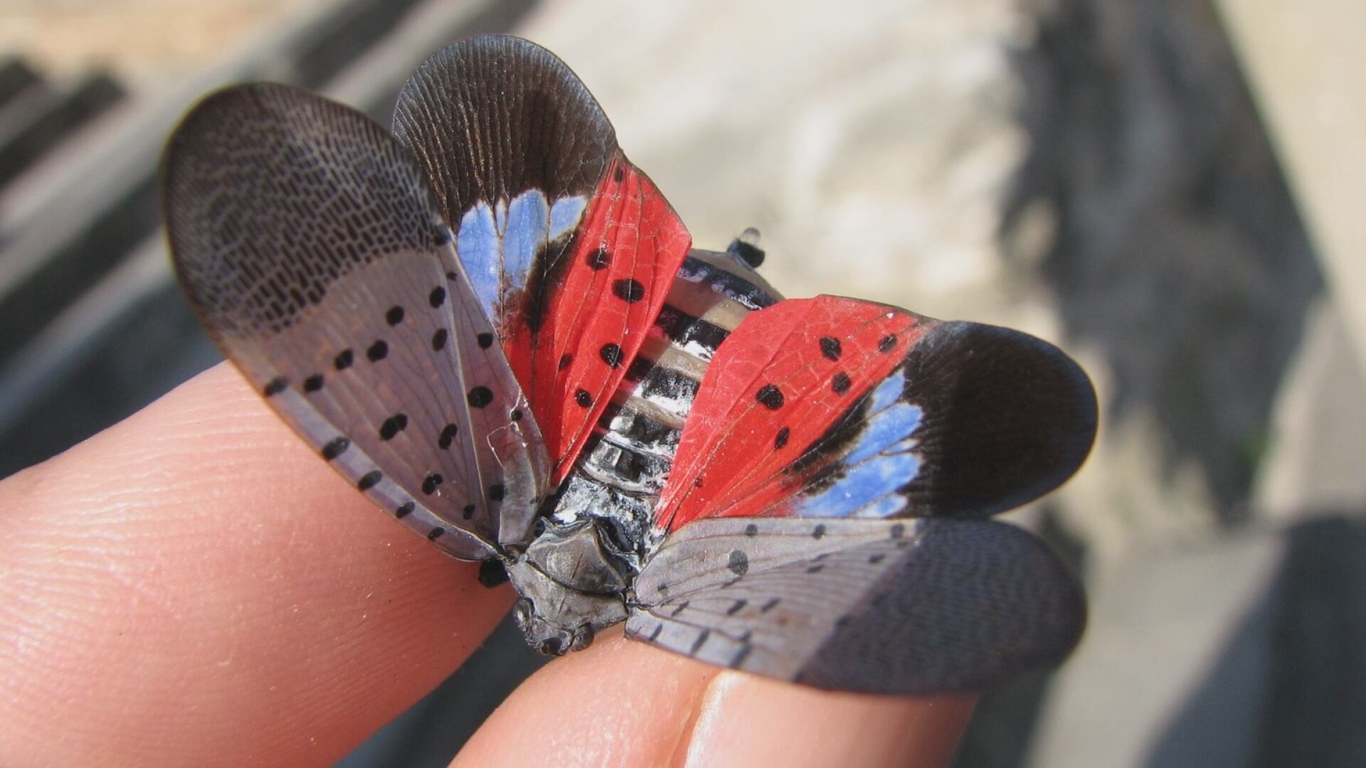 Iowans urged to watch for invasive insect