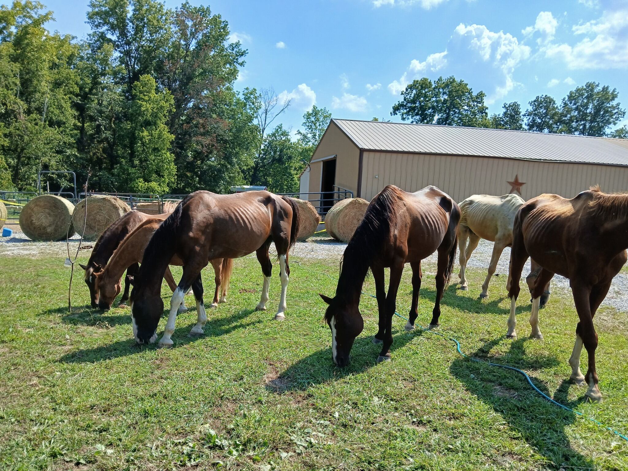 Cincinnati Animal Care raising money for horses seized from Springfield ...