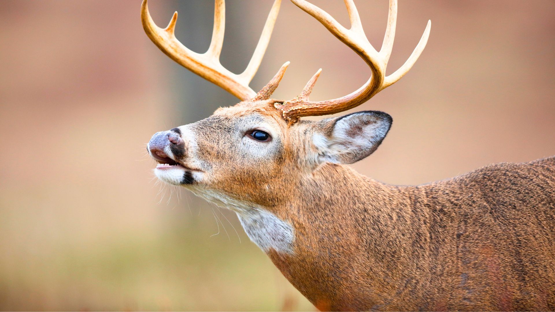 Shotgun vs rifle for whitetail: the advantage you didn’t expect